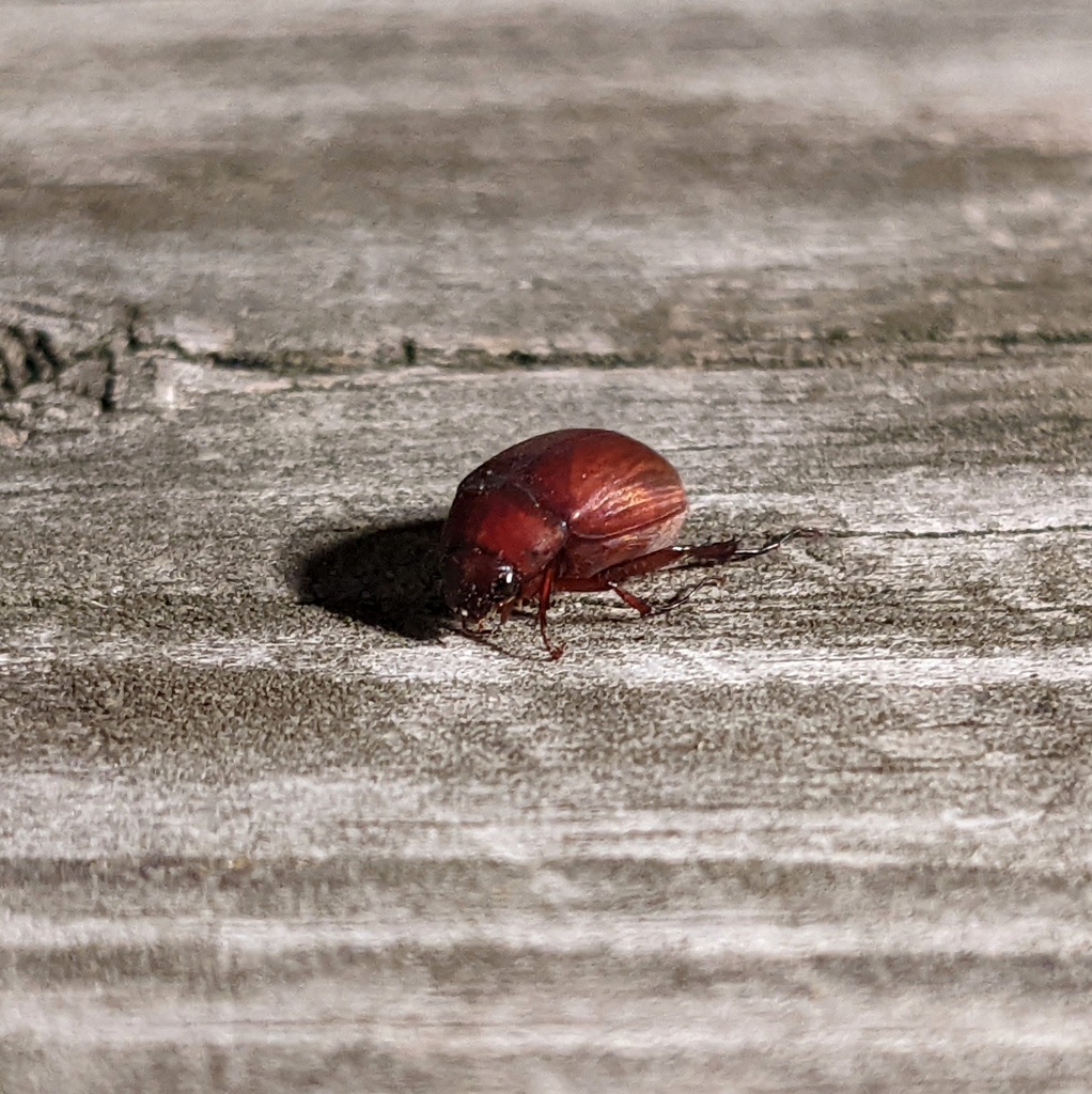 Asiatic Garden Beetle from Bowling Green, OH, USA on September 10, 2022 ...