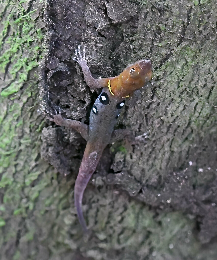 Eyespot Gecko from Tobago, Trinidad and Tobago on December 18, 2018 at ...