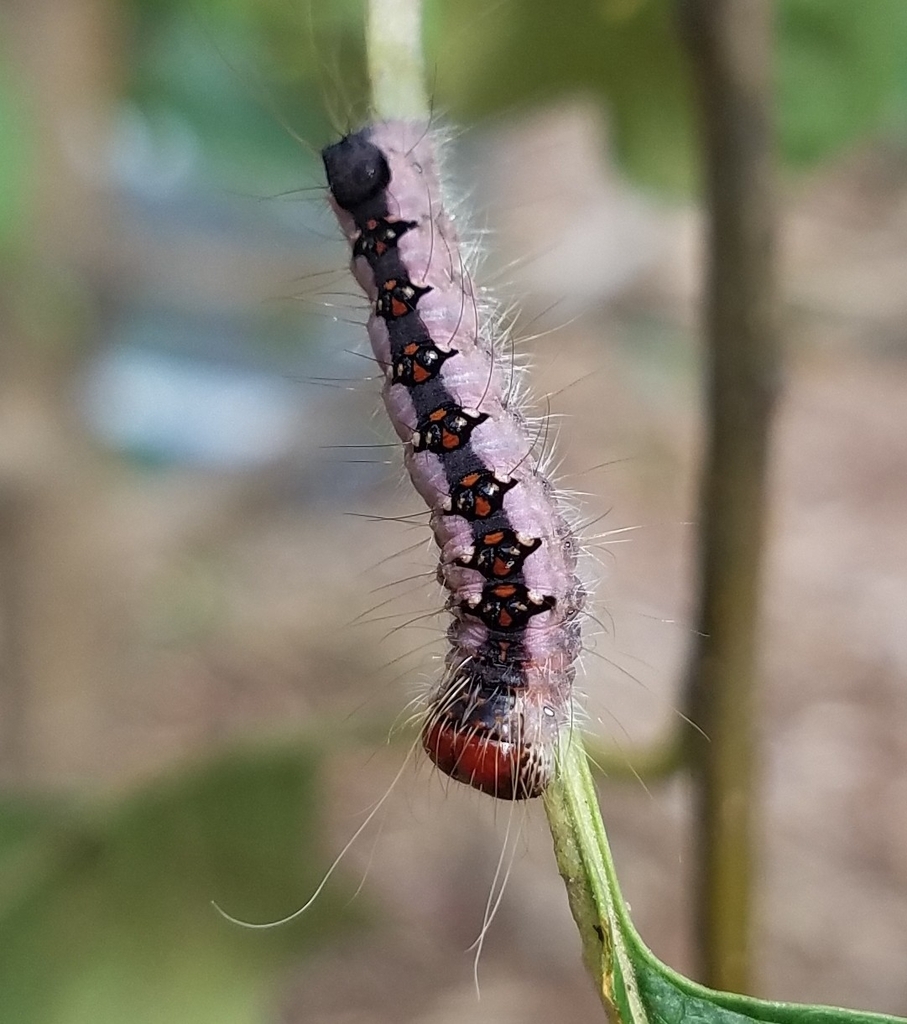 Interrupted Dagger in September 2022 by turtlehermit. on apple tree ...