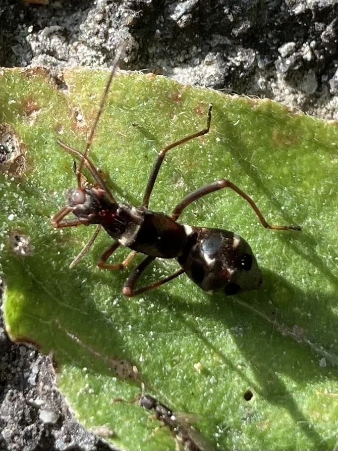 Broad-headed Bugs from Concord Rd, Acton, MA, US on September 12, 2022 ...