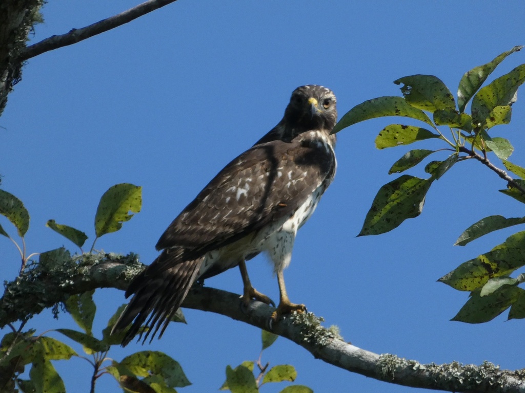 Red-shouldered Hawk from Breaux Bridge, LA, US on September 10, 2022 at ...