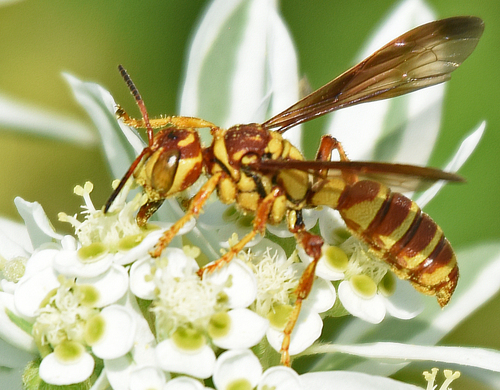 Subspecies Cerceris intricata graphica · iNaturalist