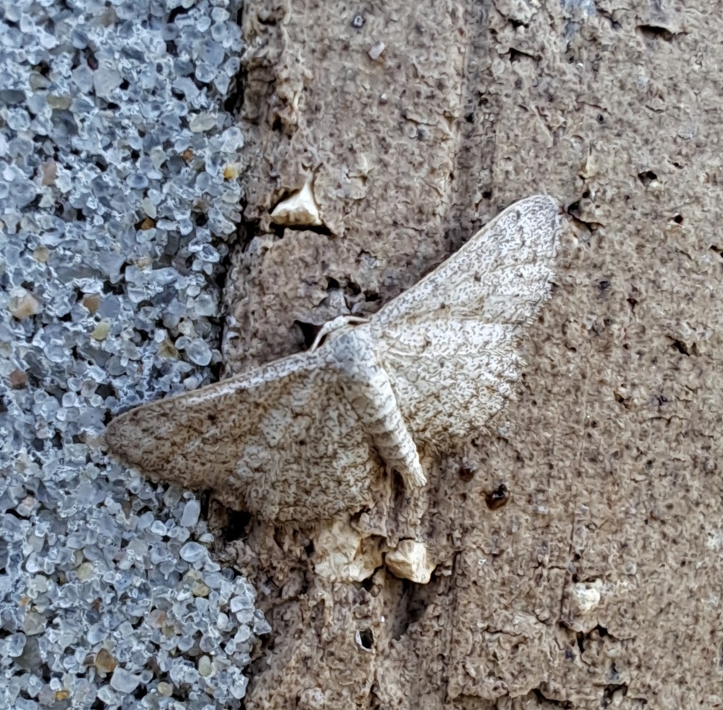 Drab Brown Wave from Opelousas, LA 70570, USA on September 12, 2022 at ...