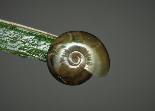 Genus Segmentina · iNaturalist