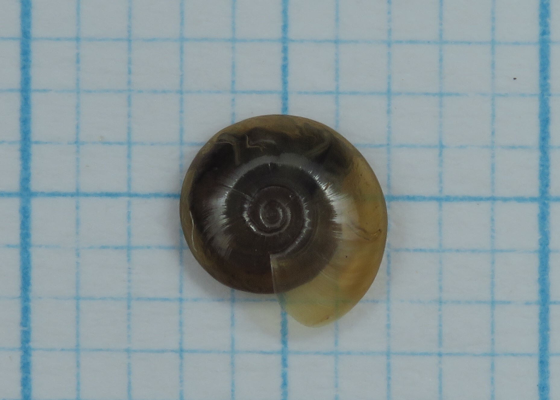 Segmentina nitida (O.F.Müller, 1774)