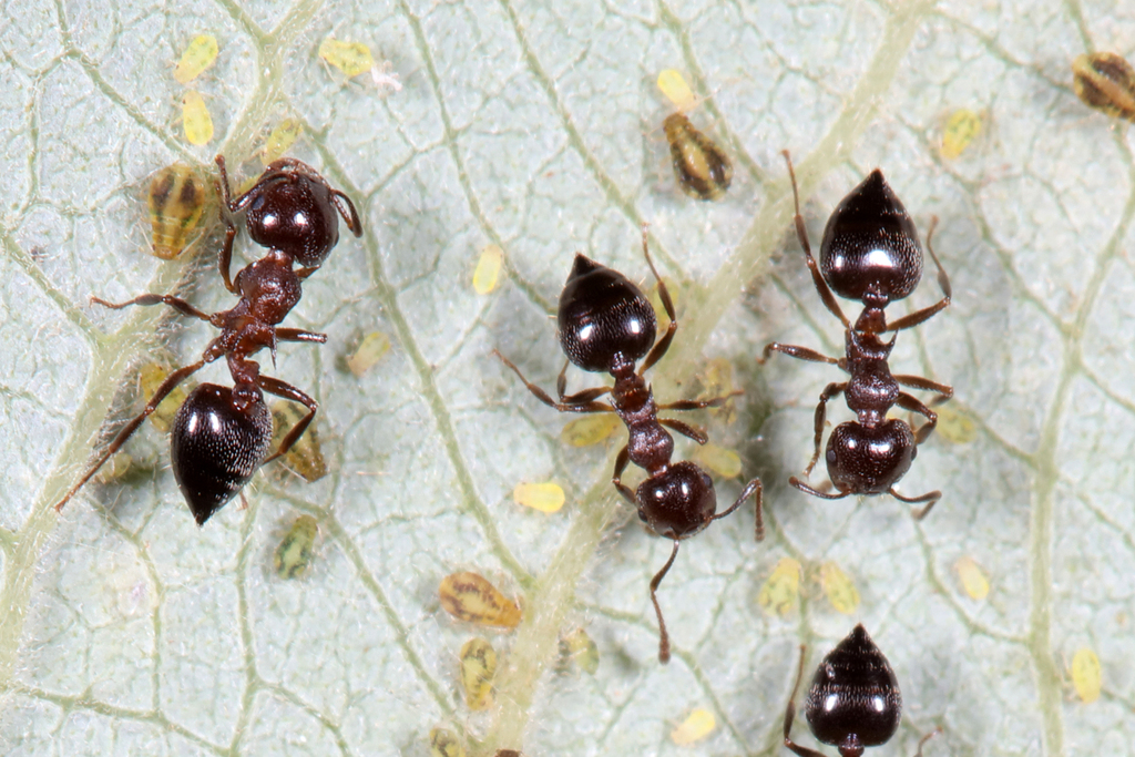 Cherry Acrobat Ant from Hall st. power line, Dunstable, MA 01827, USA ...