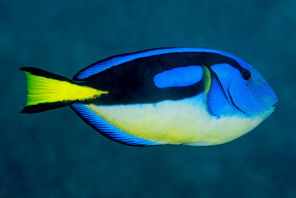 Pez Cirujano Azul