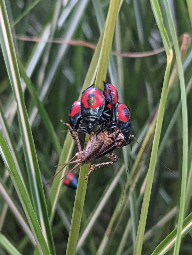 Florida Predatory Stink Bug from Beltsville, MD, USA on September 12 ...