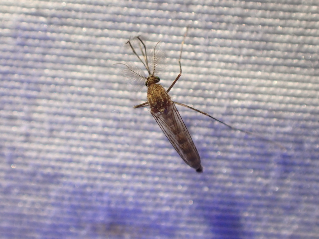 Mosquitoes from Oak Bay, BC, Canada on September 10, 2022 at 11:16 PM ...