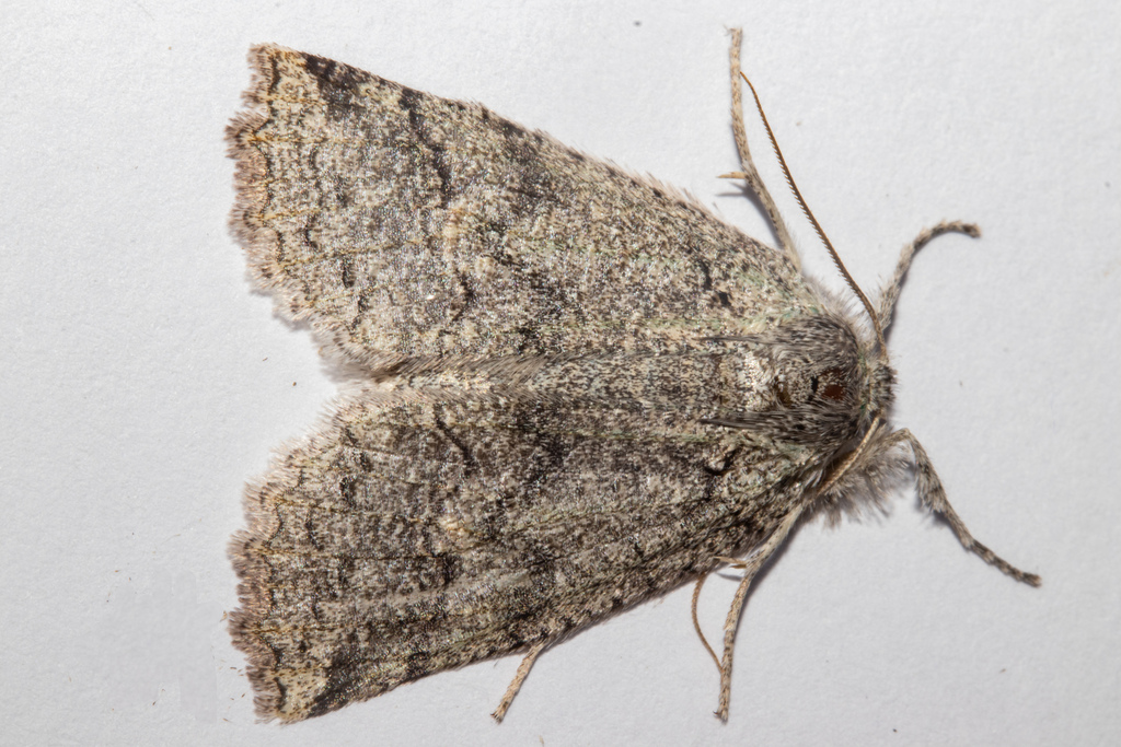 Forest Semilooper from Naseby, New Zealand on September 12, 2022 at 09: ...