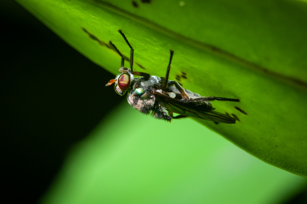 Heteracanthia ruficornis in September 2022 by Federico Figueroa Cabezas ...