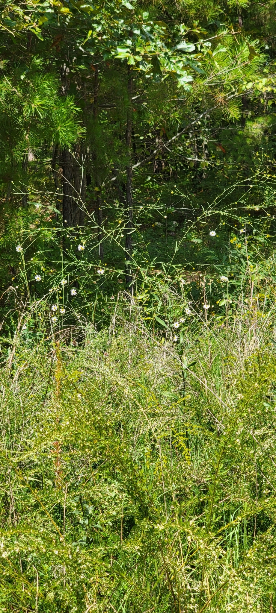 Boltonia diffusa Elliott