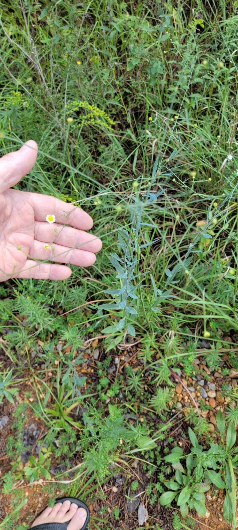 Boltonia diffusa Elliott