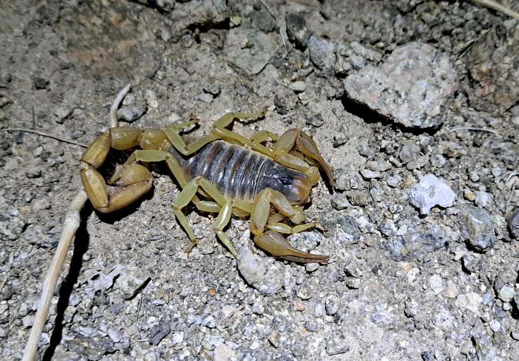 Desert Hairy Scorpion from Mohave County, AZ, USA on September 11, 2022 ...