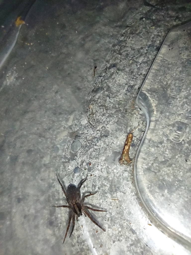 Drumming Sword Wolf Spider from Delaware, OH 43015, USA on September 12 ...