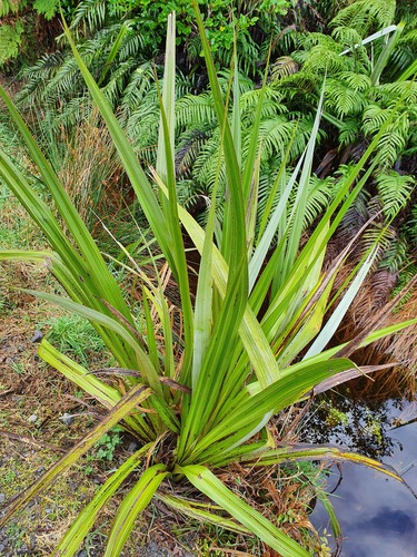 Swamp Astelia (Astelia grandis) · iNaturalist United Kingdom