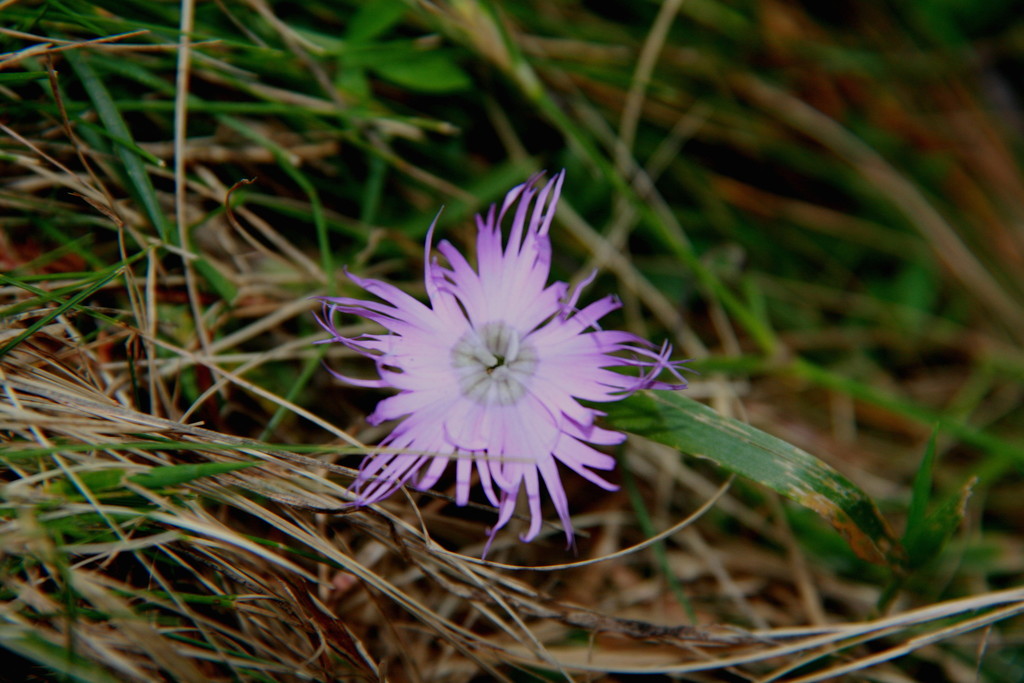 Fringed Pink from 65110 Cauterets, France on August 28, 2015 at 09:35 ...