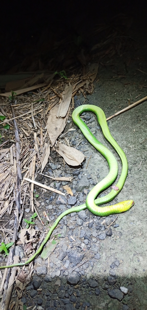 Chinese Green Snake from Yulin, TW-TA, TW on September 12, 2022 at 07: ...
