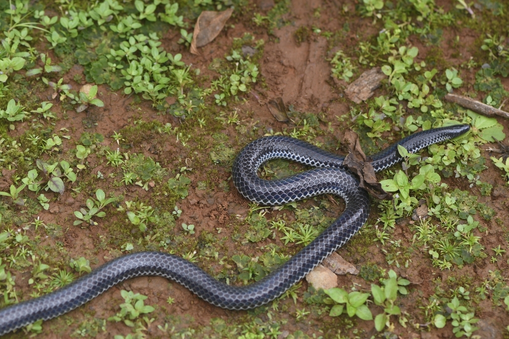 Khaire's black earth snake in August 2022 by s_bala · iNaturalist