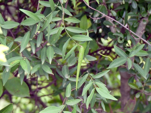 Secamone emetica · iNaturalist Mexico
