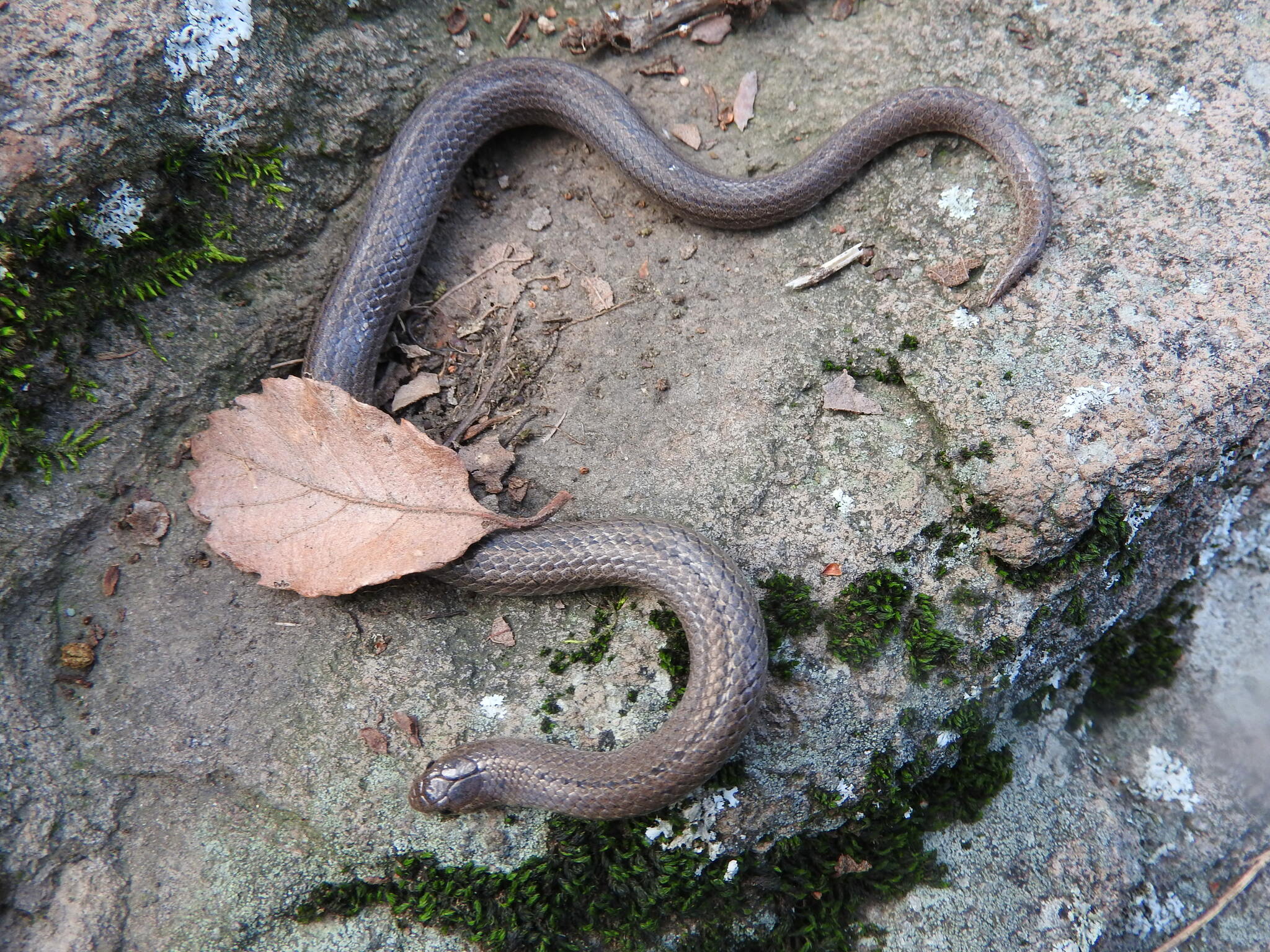 Conopsis biserialis (Taylor & Smith, 1942)