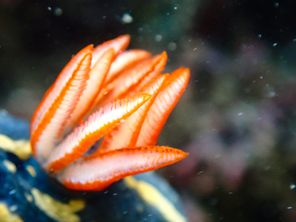 Festive Sea Slug from Horiuchi, Hayama, Miura District, Kanagawa 240 ...