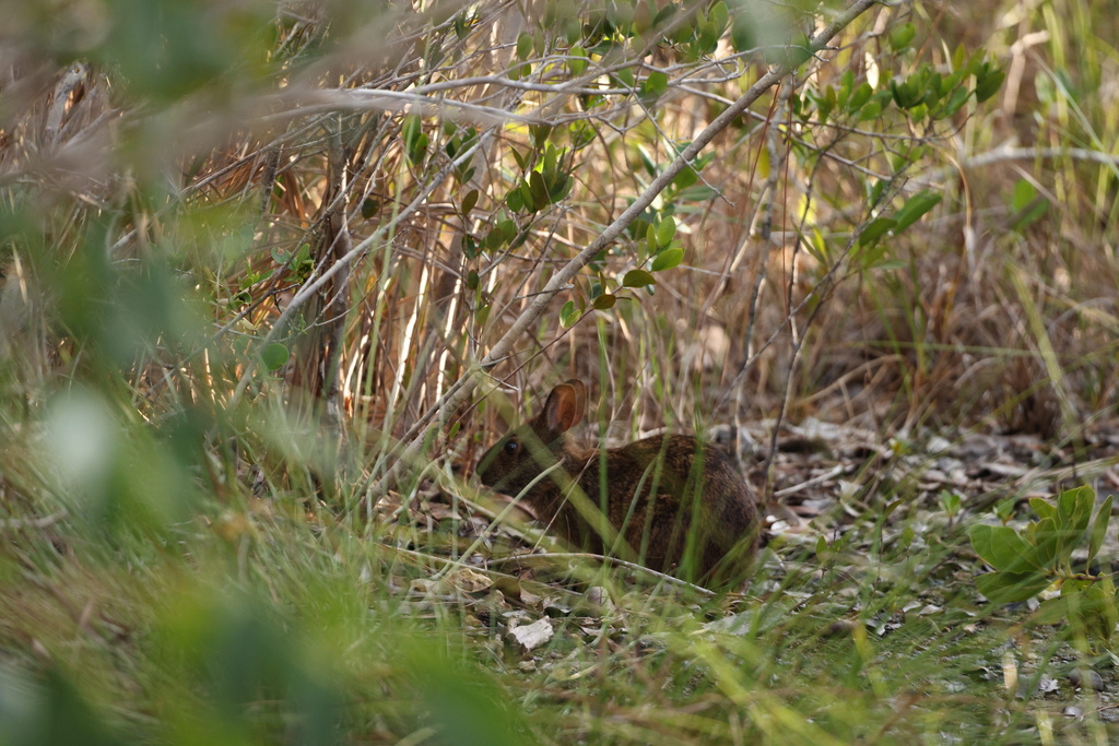 Lower Keys Marsh Rabbit from Sugarloaf Key, Summerland Key, FL, US on ...