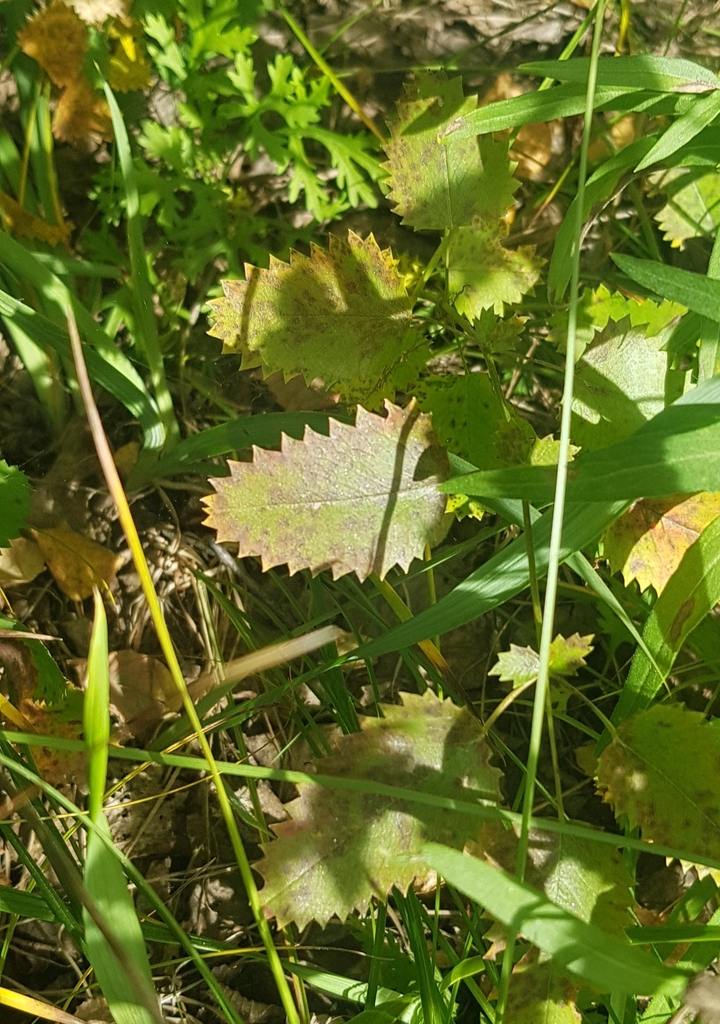 Great burnet from Bayan-Uul, Dornod, Mongolia on August 28, 2022 at 04: ...