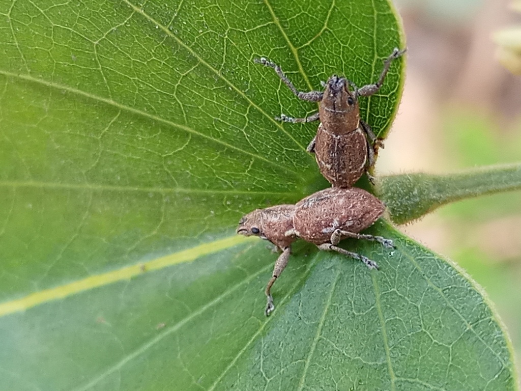 Fuller's rose weevil from La Union, Provincia de Buenos Aires ...