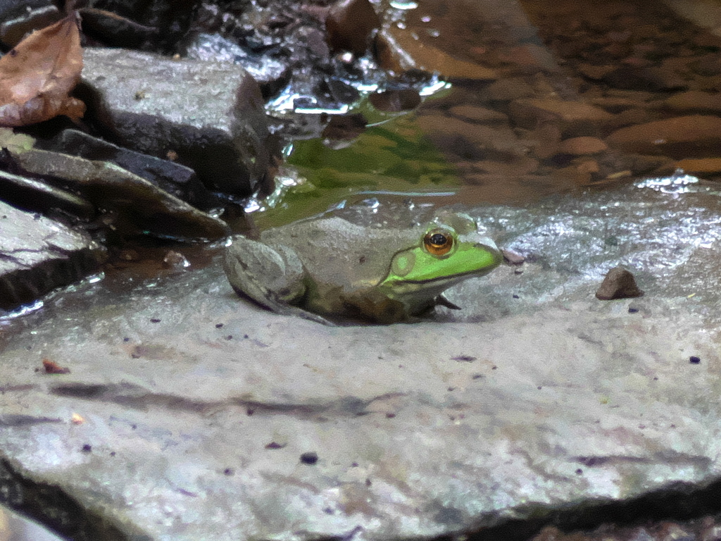 American Bullfrog from Washington Valley Reservoir, Bridgewater ...