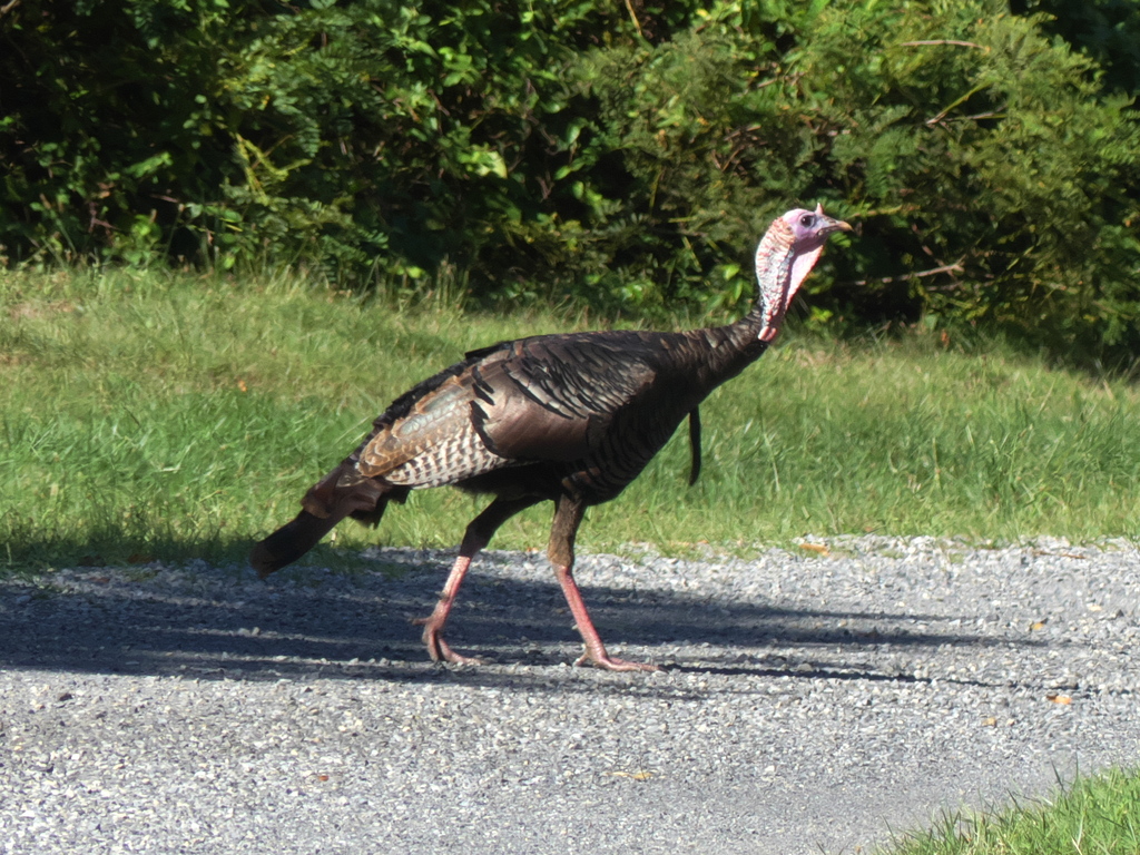 Wild Turkey from Duke Farms, Hillsborough Township, NJ 08844, USA on ...