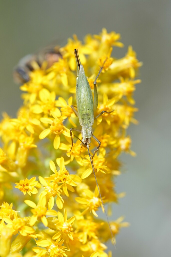 Common Tree Crickets from Jackson County, MN, USA on September 12, 2022 ...