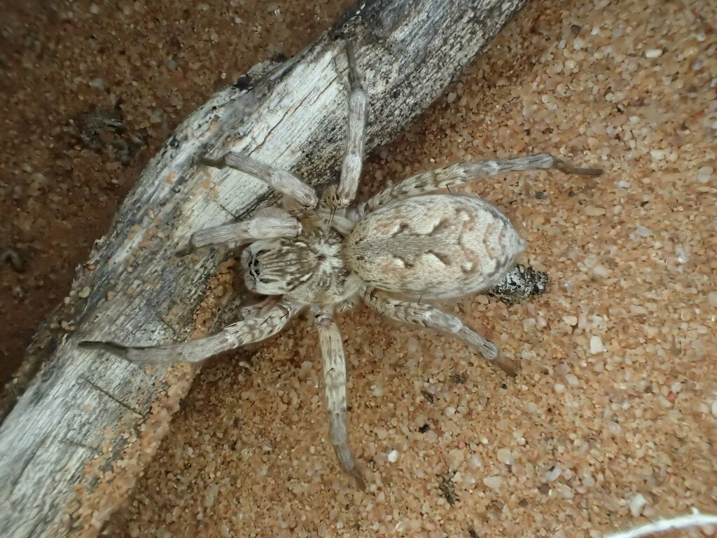 Entelegyne Spiders from 30km E by N of Swan Reach, S. AUST on September ...