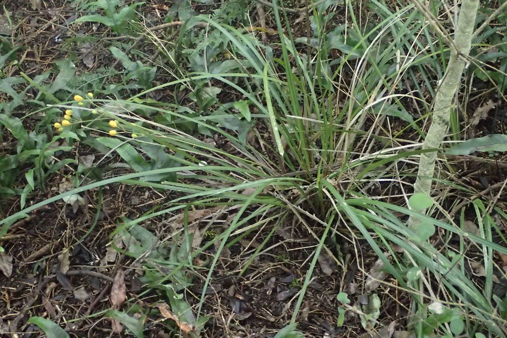 Mikoikoi from Romahapa, New Zealand on August 10, 2018 at 02:21 PM by ...