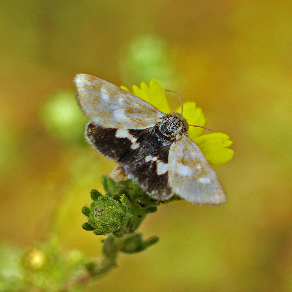 Small Heliothodes Moth from 18751 Laguna Canyon Rd, Laguna Beach, CA ...