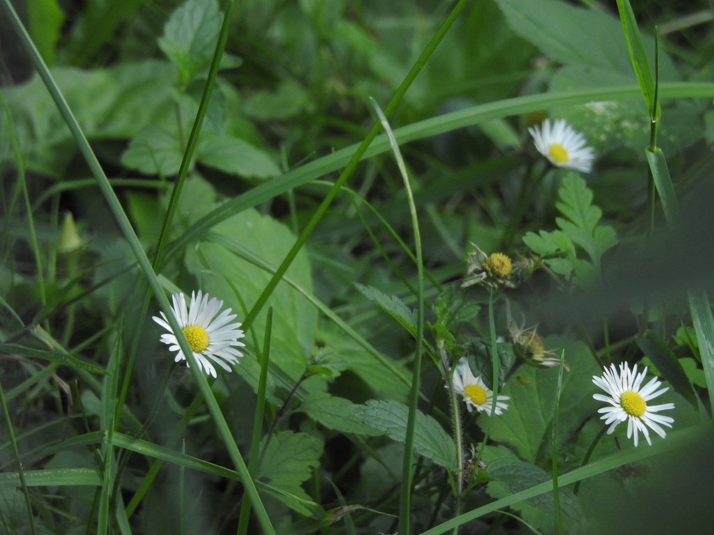 common daisy from 6000 Kolding, Denmark on July 05, 2018 at 02:47 PM by ...