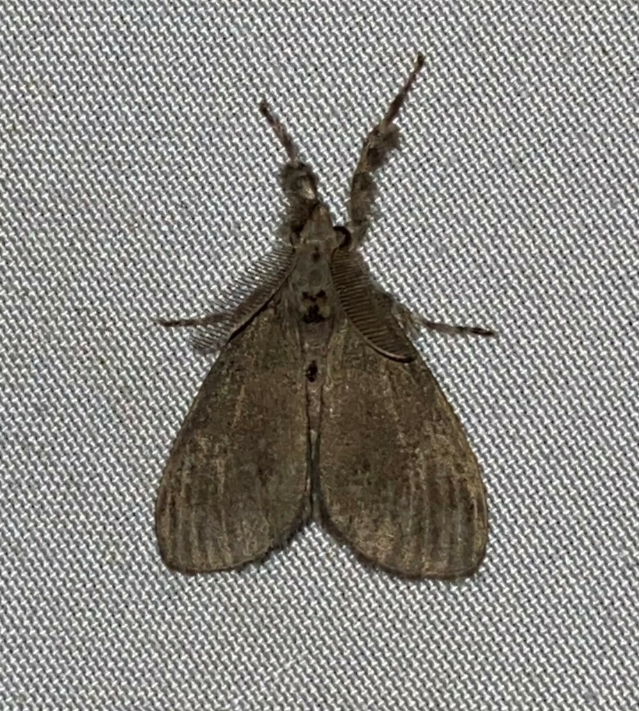 White-marked Tussock Moth from Isaac Creek Campground, Monroe County ...