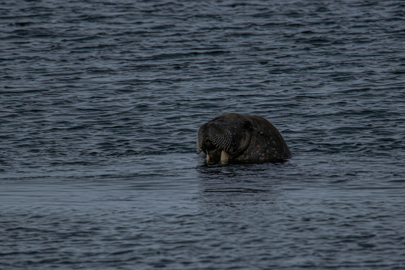 Odobenus rosmarus divergens (Illiger, 1815)