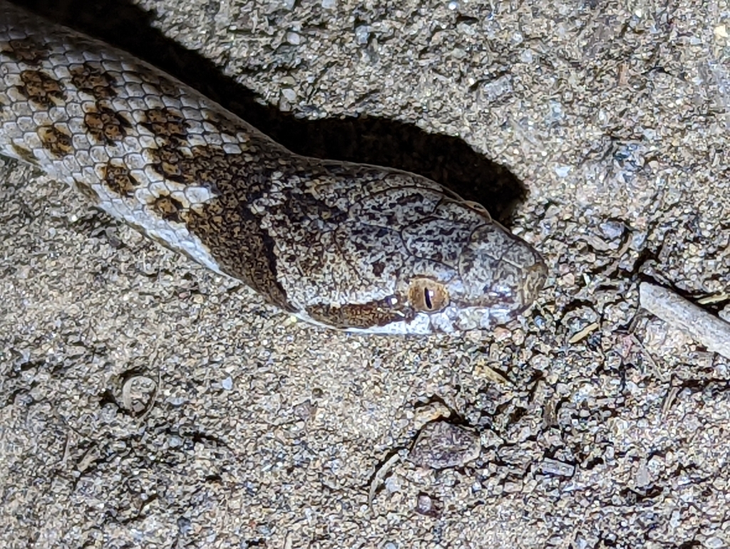 Coast Night Snake from Mt Laguna, CA 91948, USA on September 08, 2022 ...