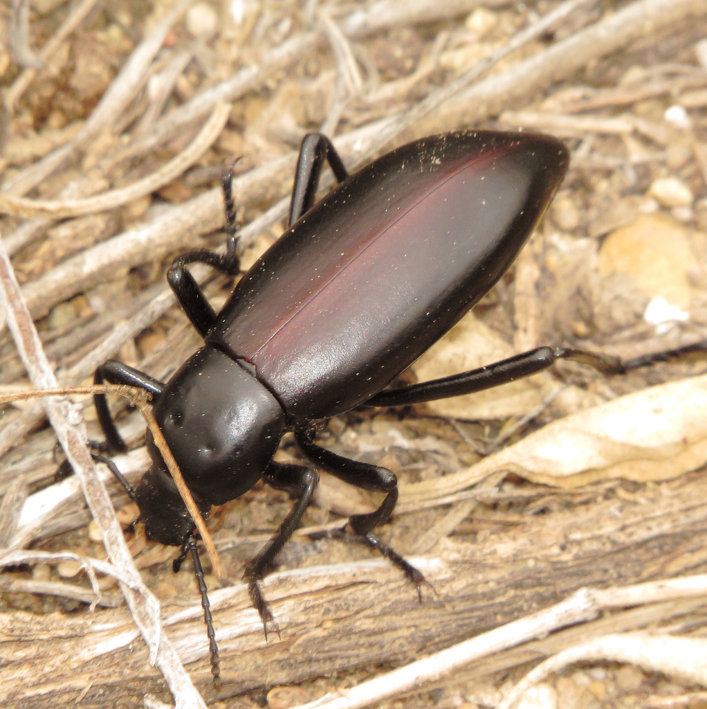 Eleodes longicollis (Coleoptera en Cosalá) · iNaturalist