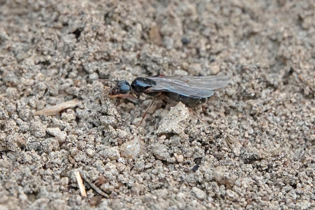 Western Velvety Tree Ant from Colorado River Dr S., Mono Vista, CA ...