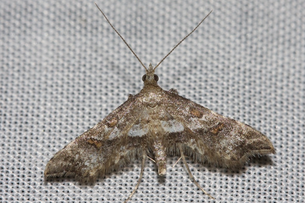 Palaeodes samealis from Wilga Bush Campground, Broadwater Rd, Ducklo ...