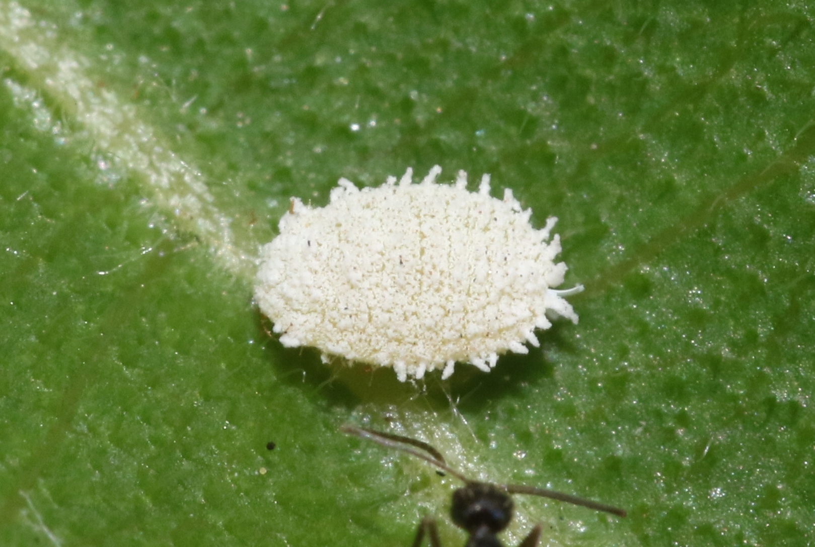 Paracoccus marginatus Williams & Granara de Willink, 1992