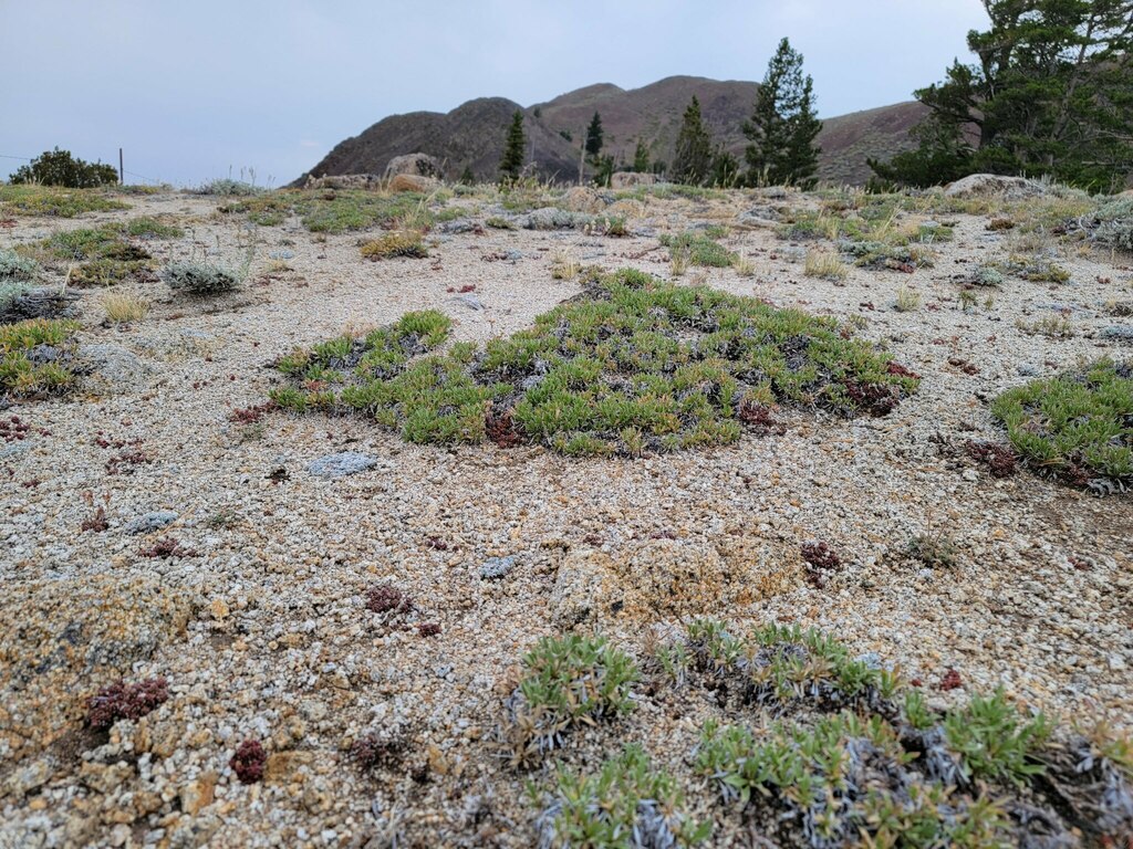 Stemless Mock Goldenweed from Alpine County, CA, USA on September 10 ...