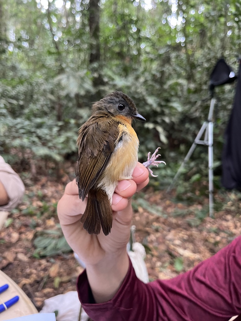 Lowland Akalat from Añisok, Wele-Nzas, Equatorial Guinea on July 20 ...
