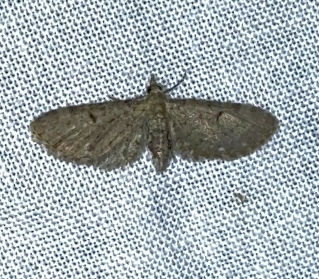 Common Eupithecia Moth from Isaac Creek Campground, Monroe County, AL ...