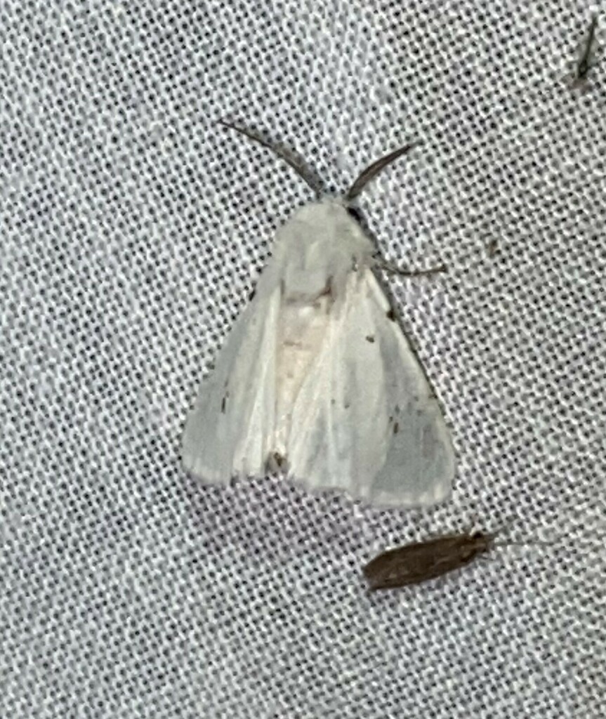 Fall Webworm Moth from Isaac Creek Campground, Monroe County, AL, USA ...