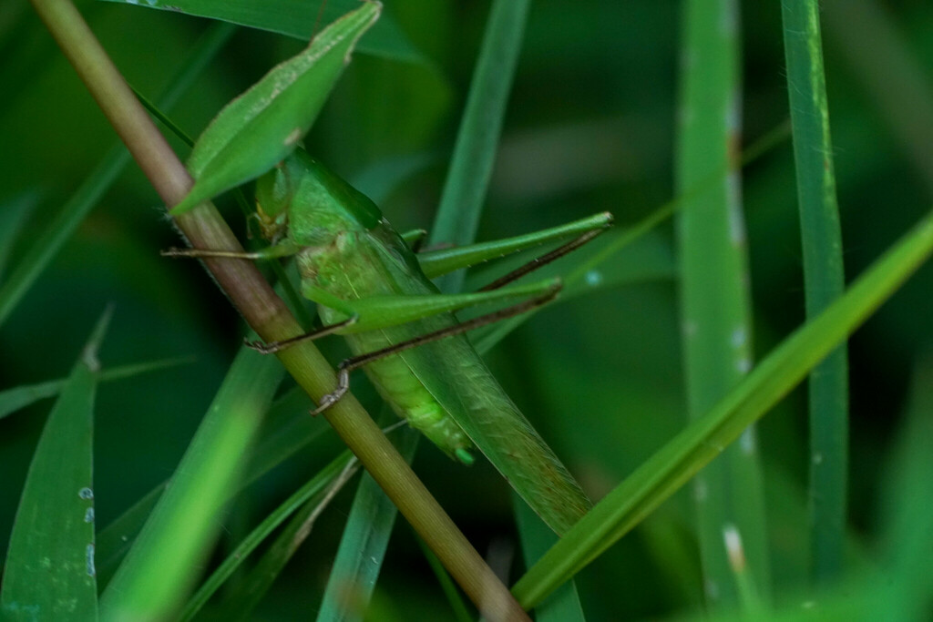Ruspolia lineosa from 日本、〒192-0375 東京都八王子市鑓水 on September 11, 2022 at ...
