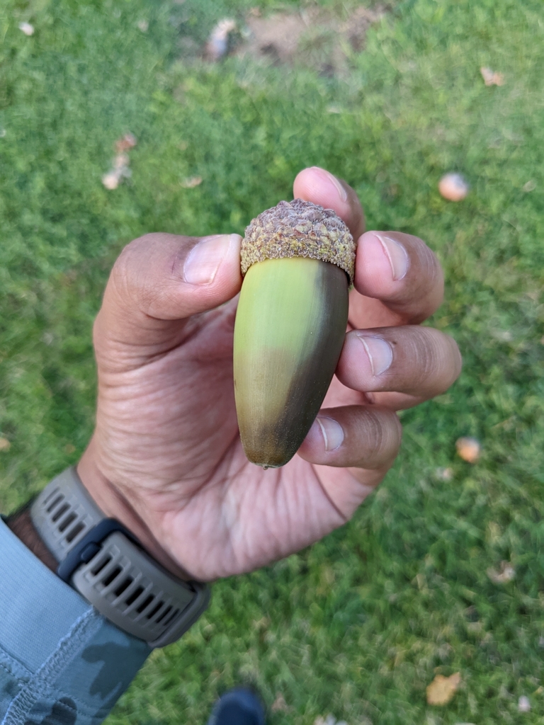 valley oak (Quercus lobata) - Botanical Realm