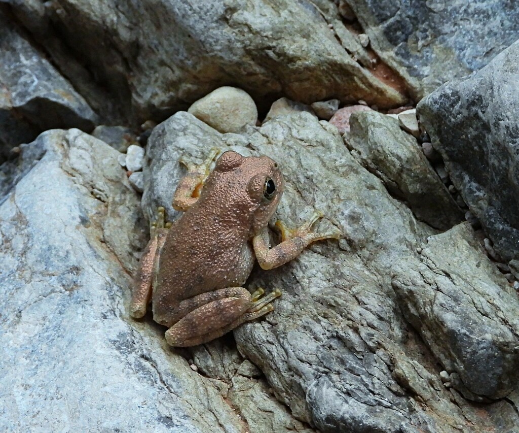 Canyon Tree Frog from Coconino County, AZ, USA on August 25, 2022 at 06 ...